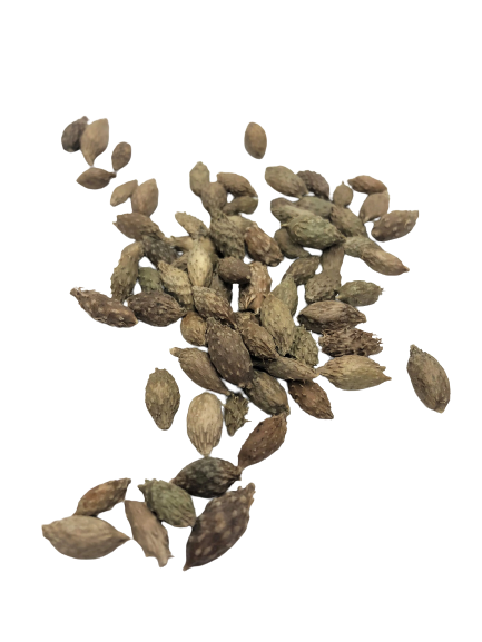 Cang Er Zi (Cocklebur Fruit, Fructus Xanthii, 苍耳子) - Chinese Herbs ...