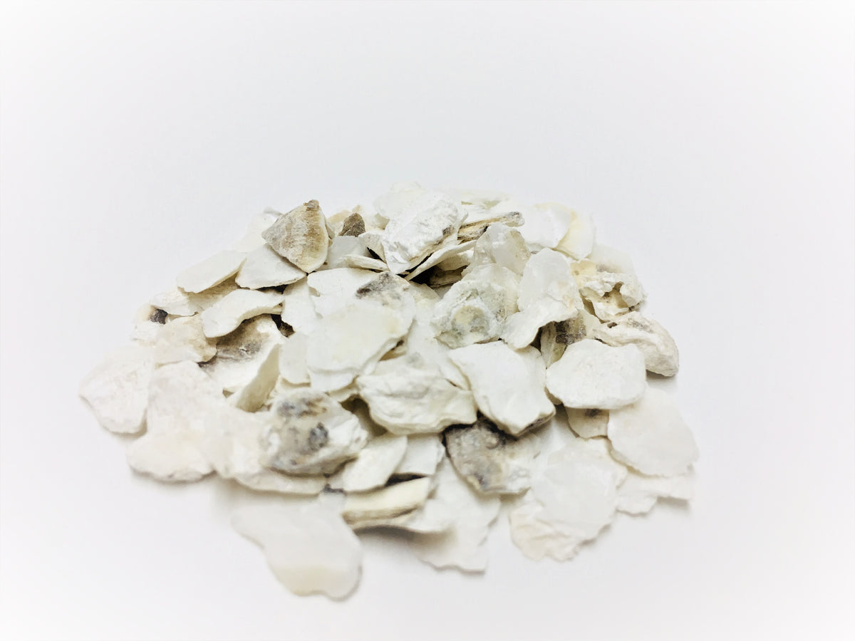 Sheng Mu Li (Oyster Shell, 生牡蛎) - Chinese Herbs - Bulk Chinese Herbs ...